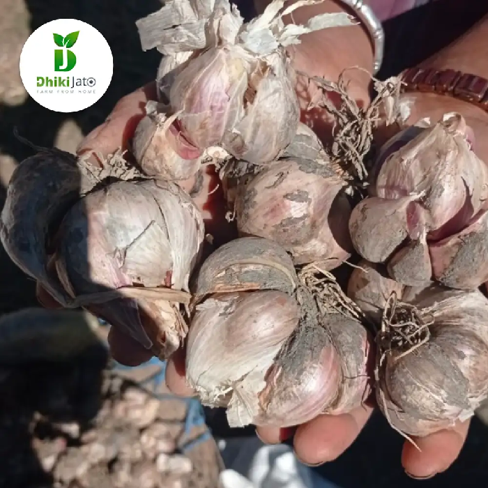 Dhiki Jato : Farm From Home|Mustang Ko Lasun